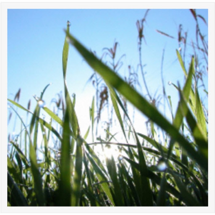 African Bluegrass | Huile Essentielle | Aromathérapie | Distribution Soltec