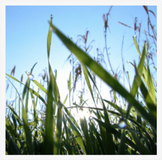 African Bluegrass | Huile Essentielle | Aromathérapie | Distribution Soltec